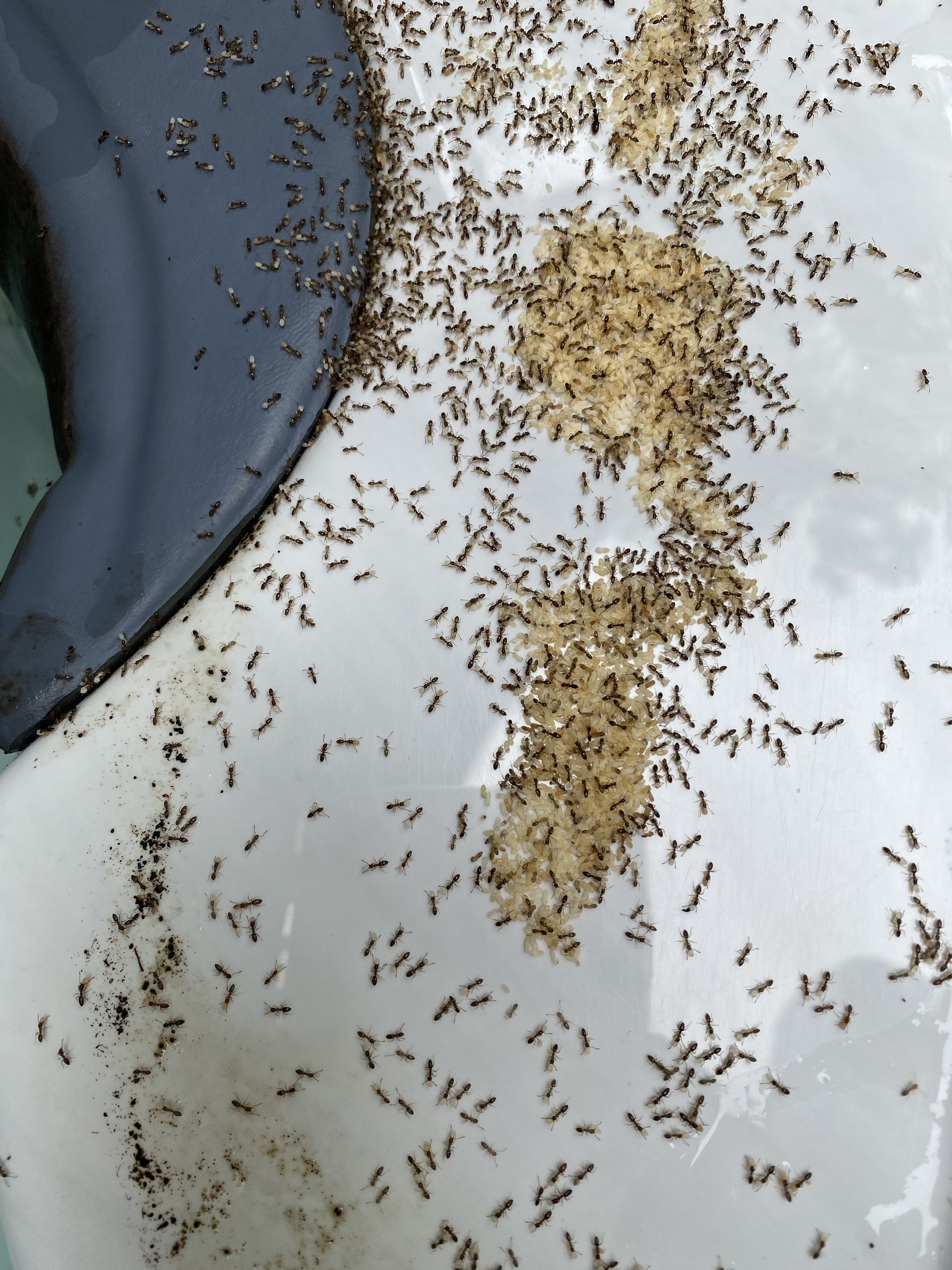 Maggot looking things and ants! *beware,pics* - Portable Hot Tubs ...
