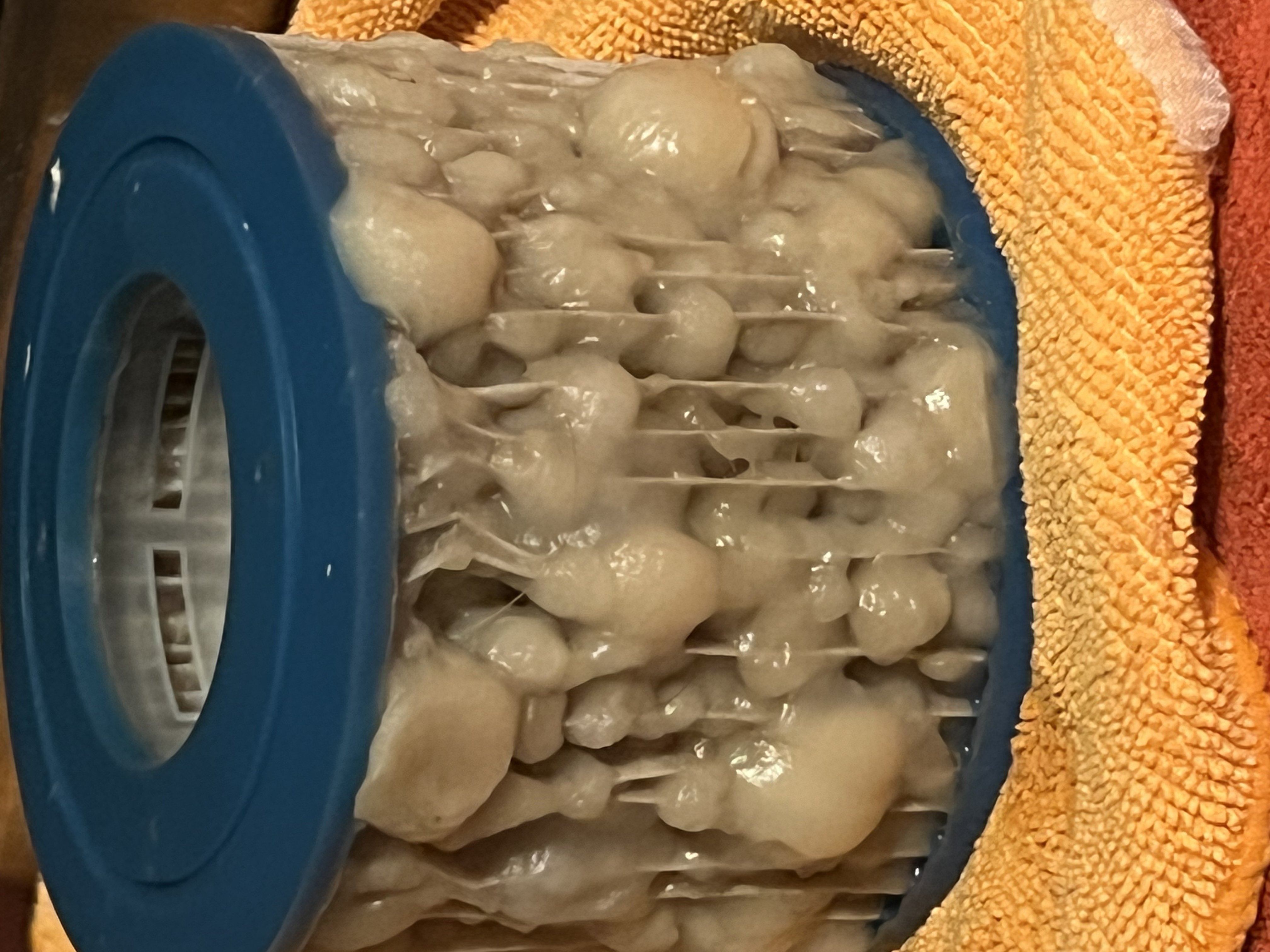 Fungus on my filters - Inflatable Hot Tubs - Pool and Spa Forum