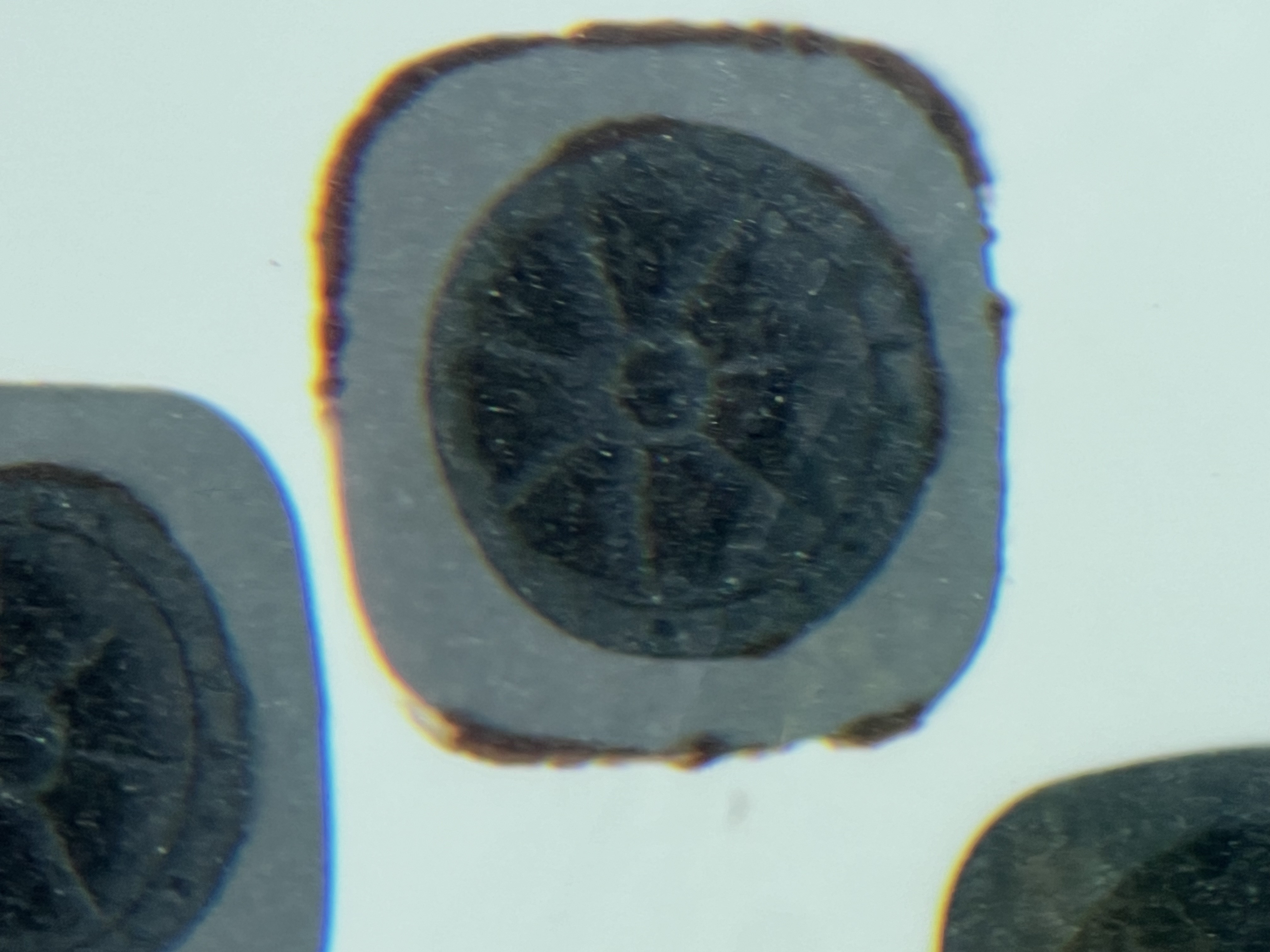 Black Mold!? Help Please! *Pics* - Hot Tub Water Chemistry - Pool and ...